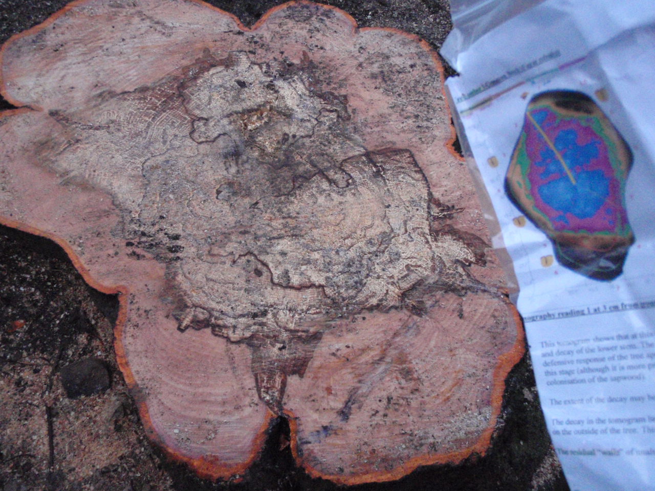 Decay assessment by the Picus :: Frontier Forestry