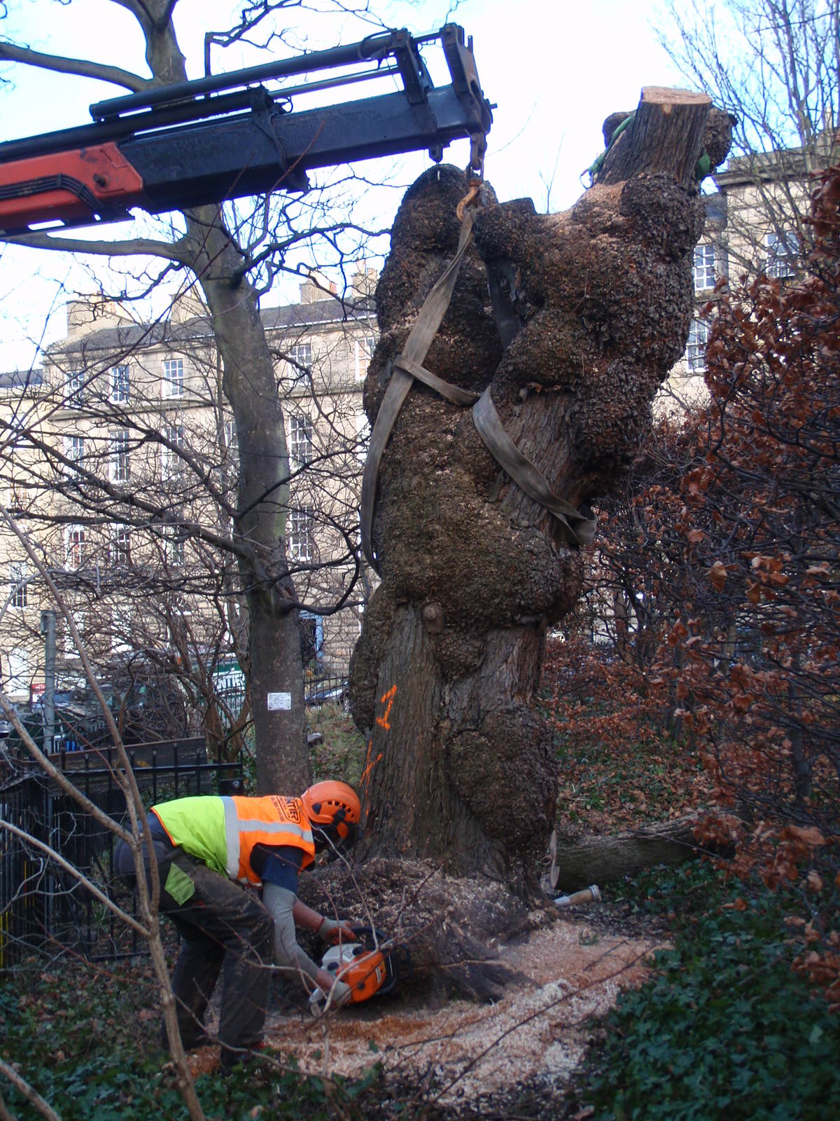 Elm tree removal and sale :: Frontier Forestry